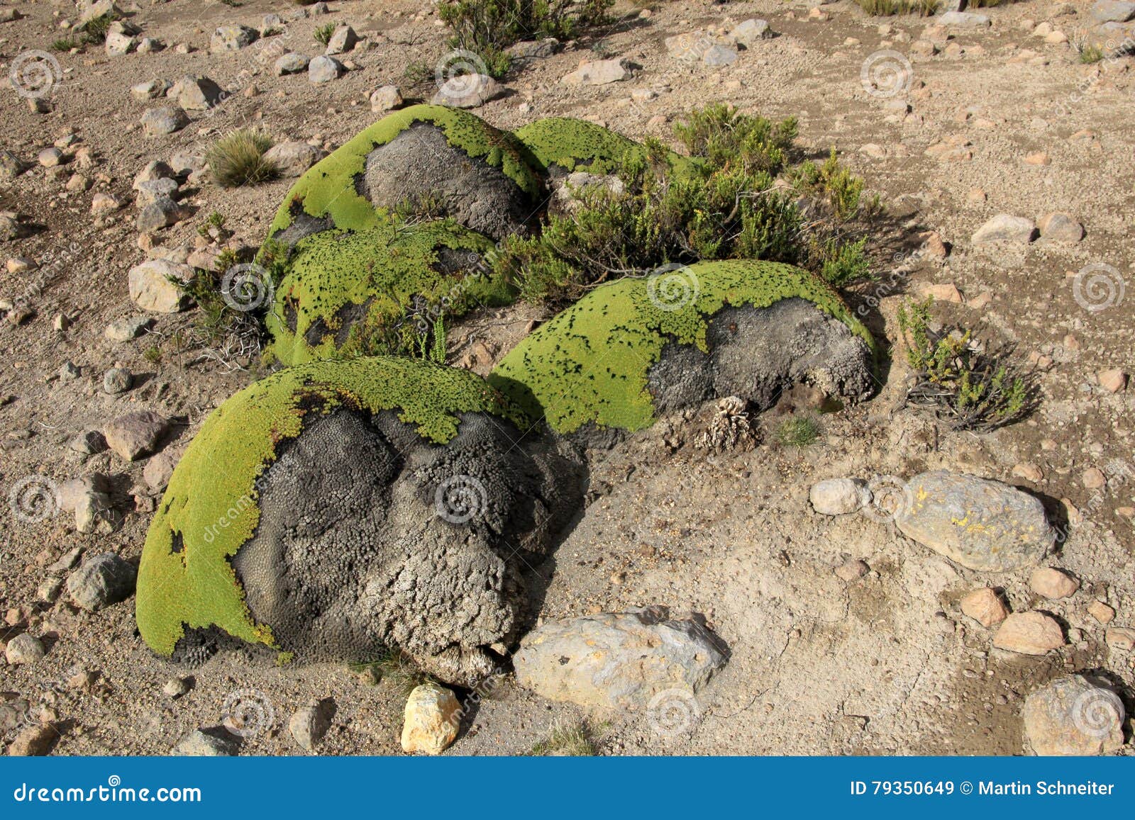 Stones Overgrown with Green Moss Stock Image - Image of design, peru ...