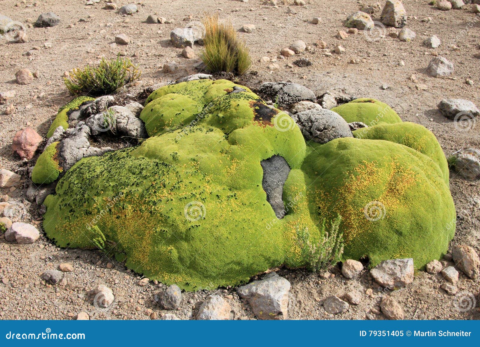 Stones Overgrown with Green Moss Stock Image - Image of landscape ...