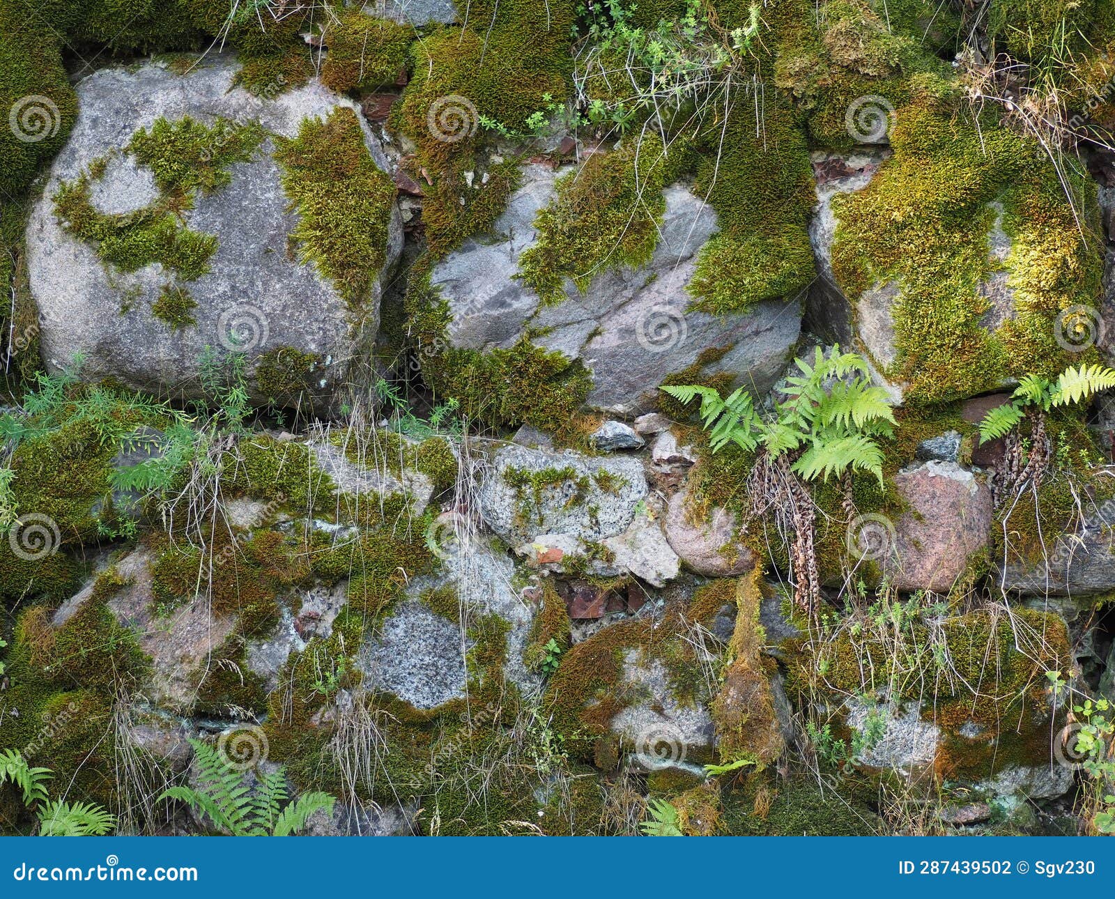 Stones overgrown with moss stock photo. Image of backdrop - 287439502