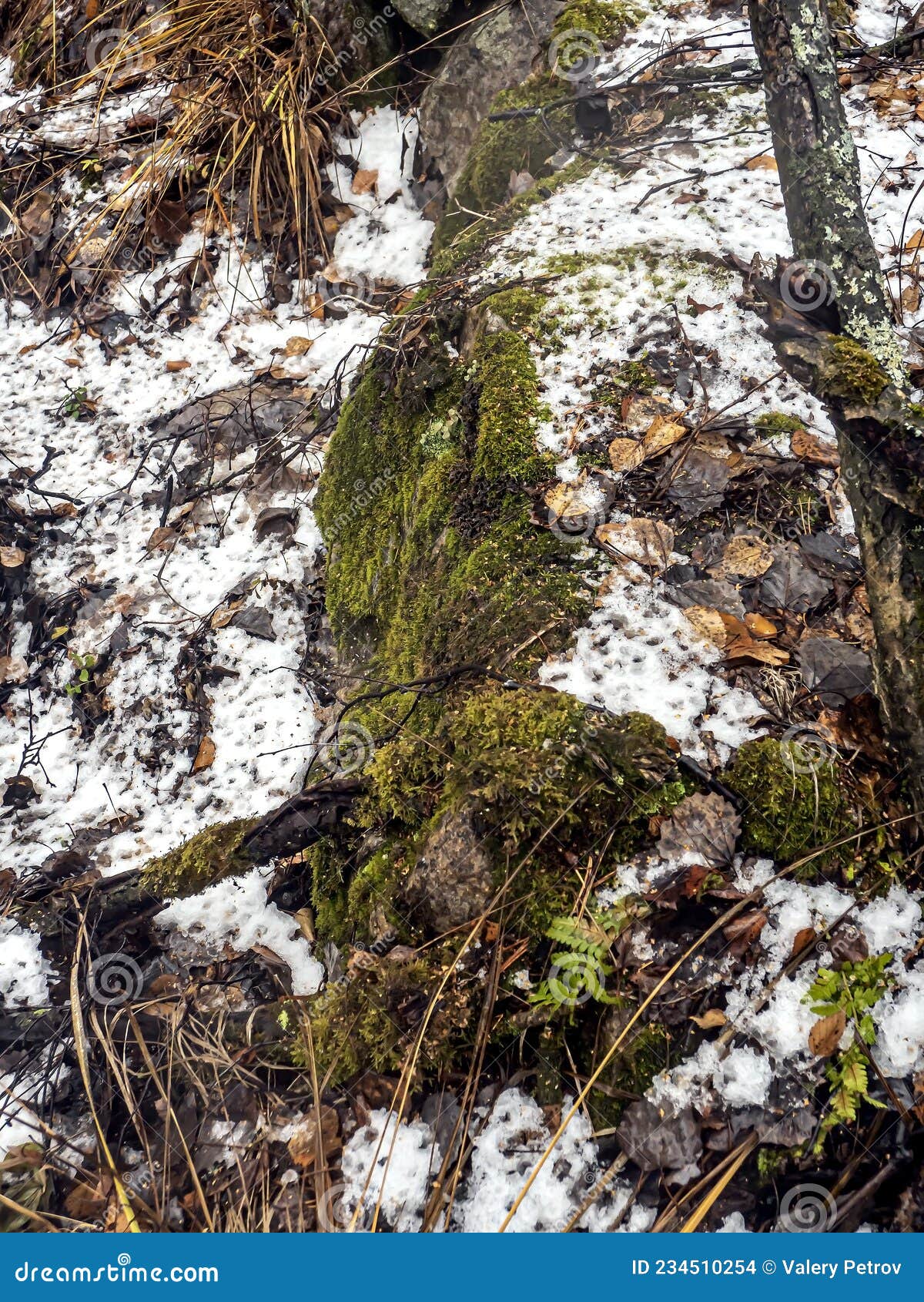 Stones Overgrown with Moss in the Forest Stock Photo - Image of nature ...