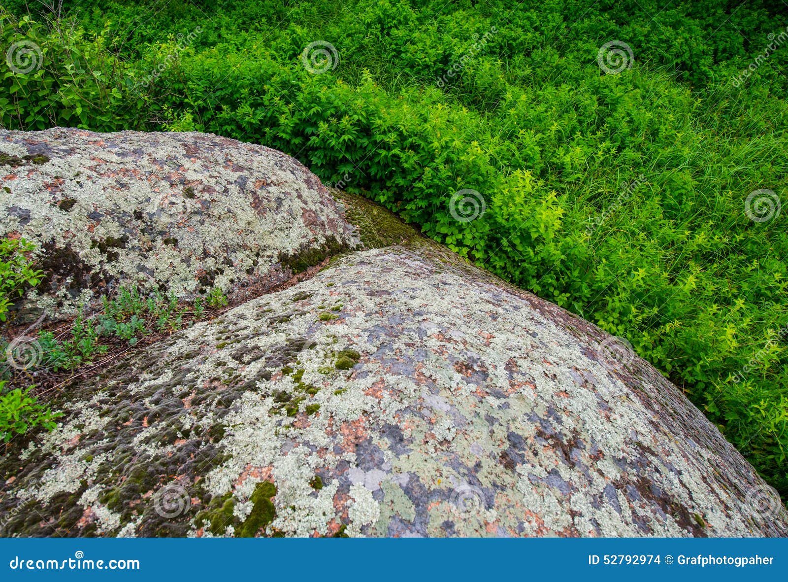 Stones and plants stock photo. Image of beautiful, rock - 52792974