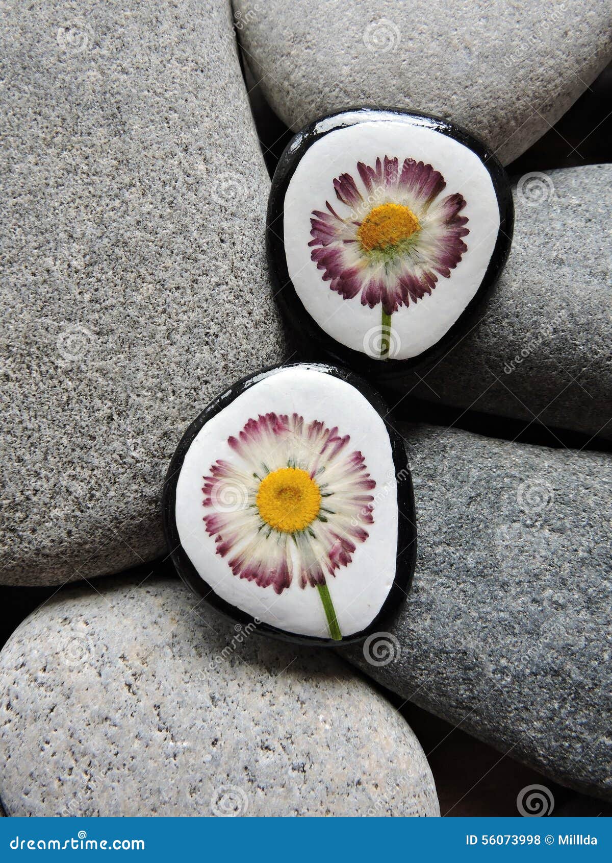 Stones with Pressed Flowers Stock Illustration - Illustration of dried ...