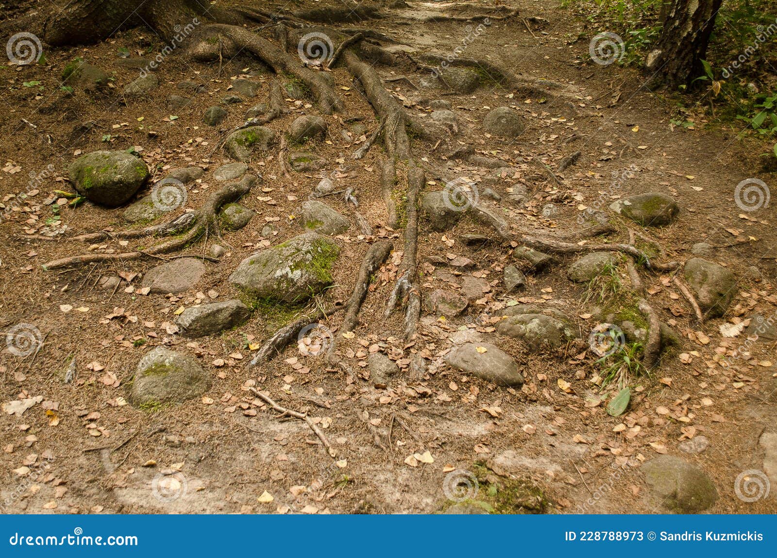 Stones, Roots and Trees in Forest, Pokaini, Latvia Stock Image - Image ...