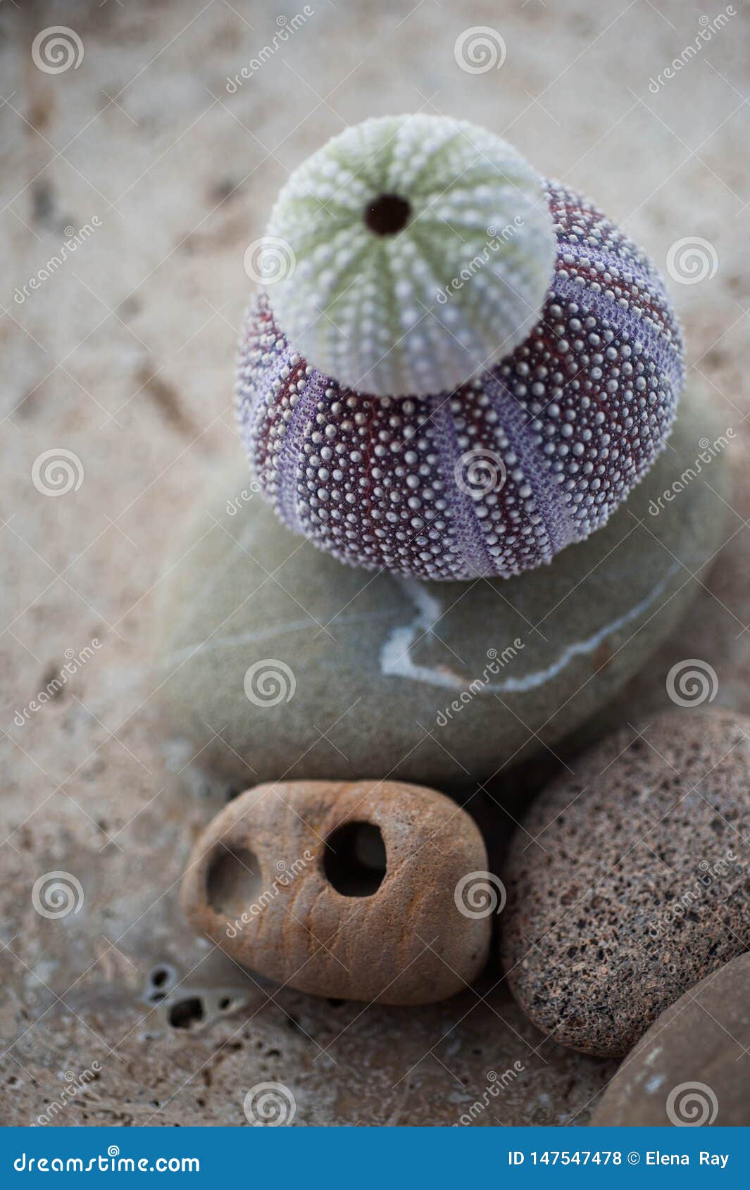 Seashell Zen Meditation stock photo. Image of objects - 147547478
