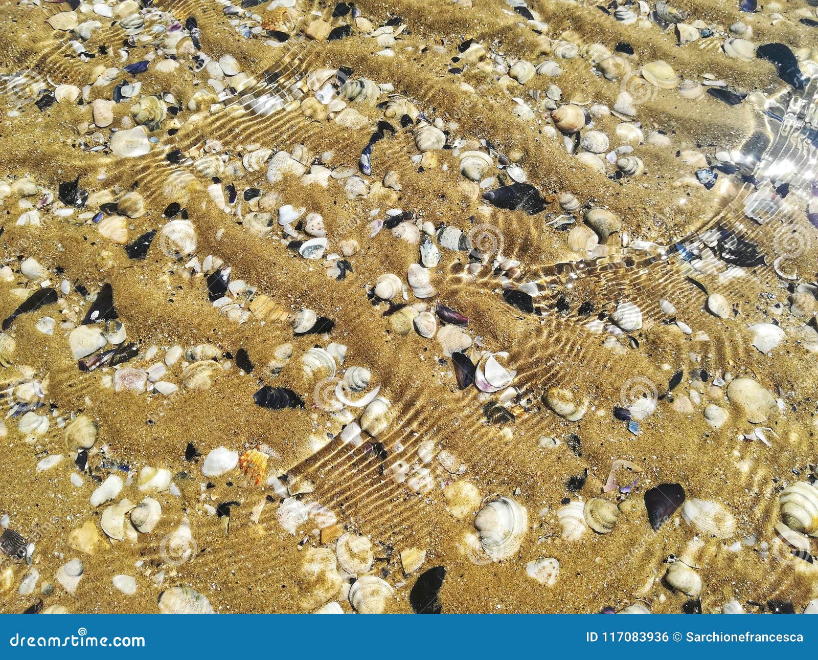 Stones and Seashells in Shallow Water Stock Photo - Image of pebbles ...