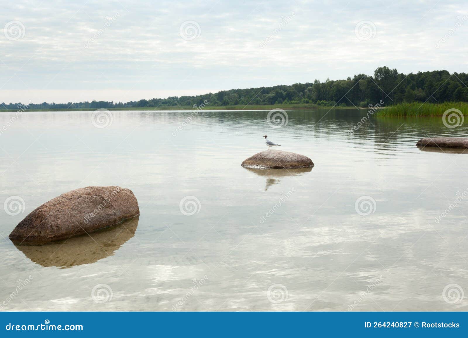 Stones in Shallow Water. Water Landscape Stock Image - Image of calm ...