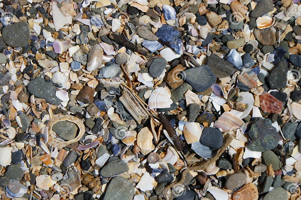 Stones and Shell Fragments. Background of Small Shells and Stones ...