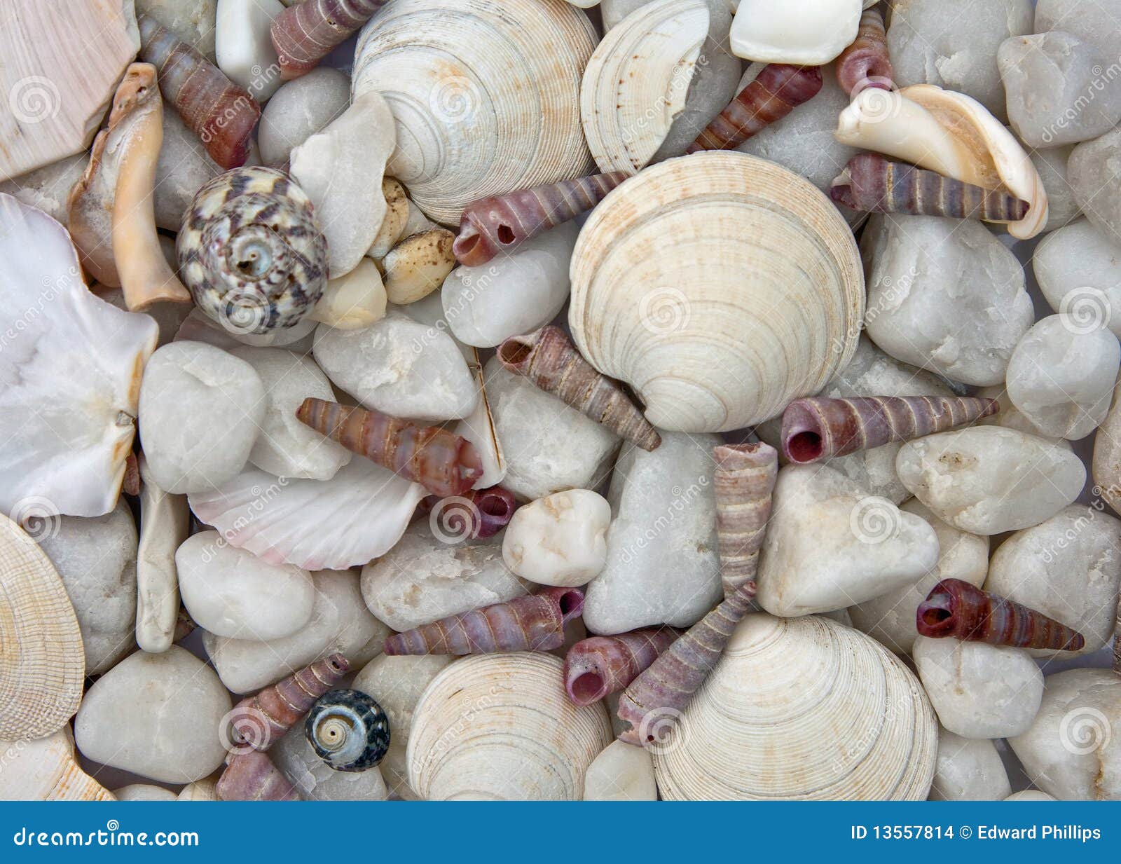Stones and Shells stock photo. Image of rocks, mollusc - 13557814