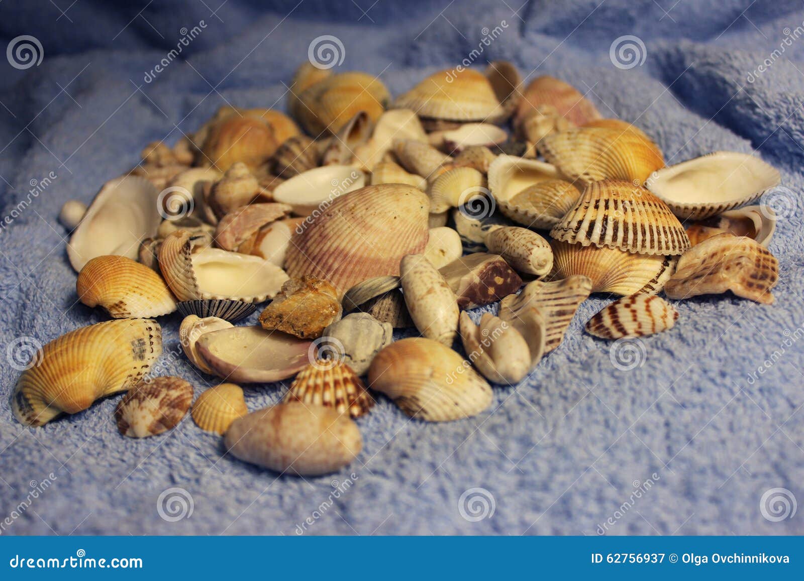 Stones and shells stock image. Image of conchology, nature - 62756937
