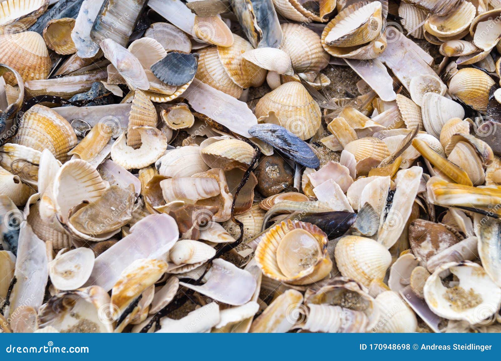 Stones ans shells stock photo. Image of gemstone, mineralogy - 170948698