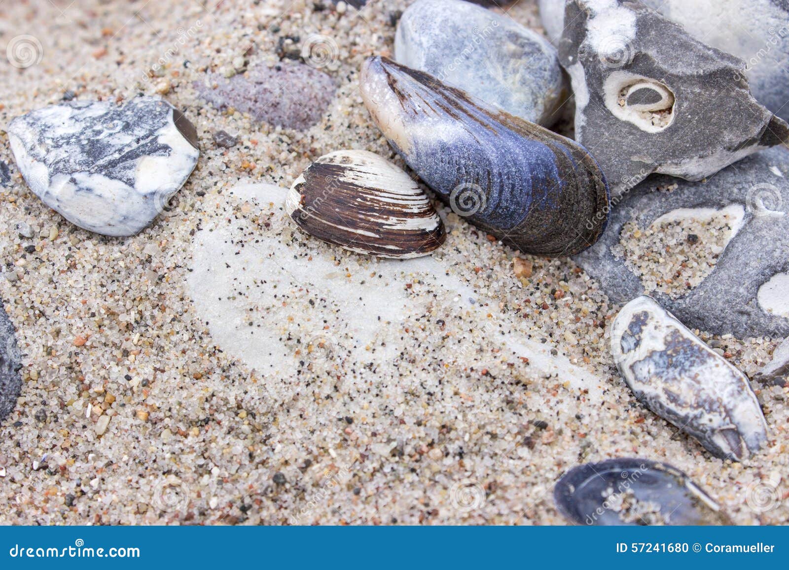 Stones and shells stock photo. Image of sand, shells - 57241680