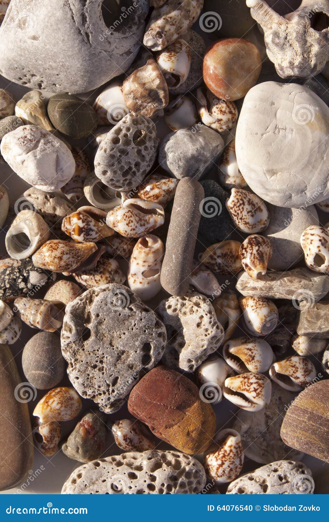 Sea Stones and shells stock photo. Image of rock, pebble - 64076540