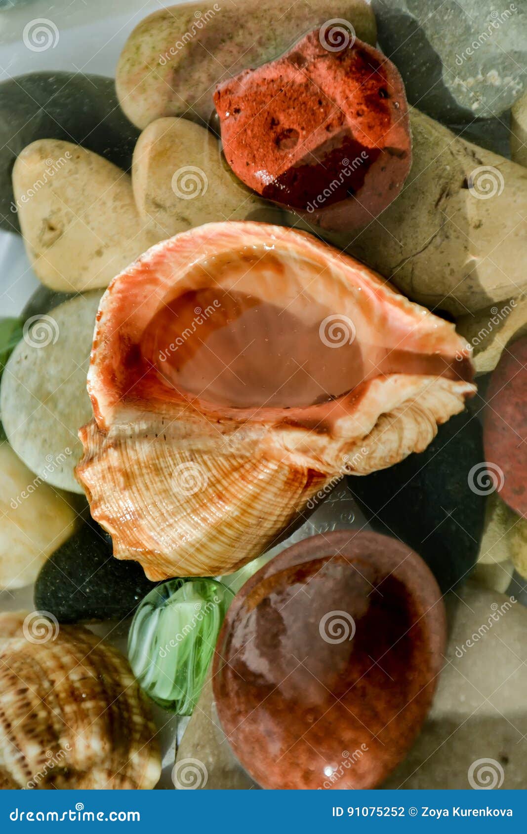 Stones and shells stock photo. Image of stationary, color - 91075252