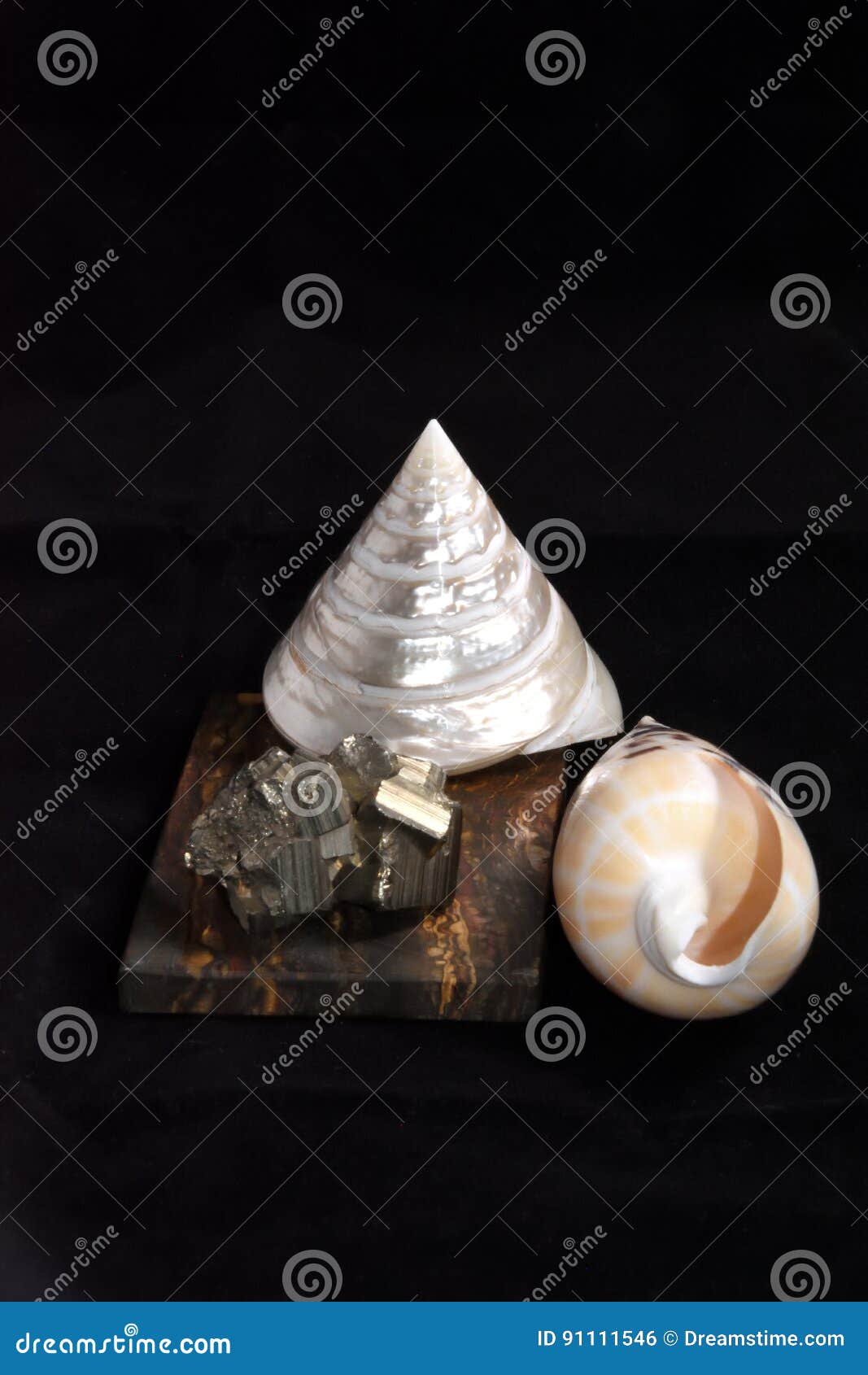 Stones and Shells and Pyrite Stock Photo - Image of land, brilliant ...