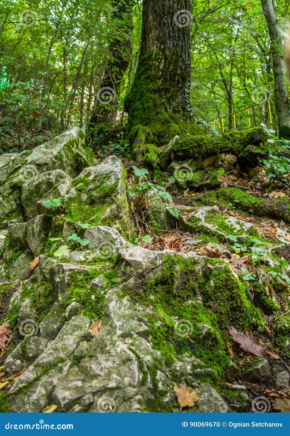 Stones and tree roots stock photo. Image of countryside - 90069670