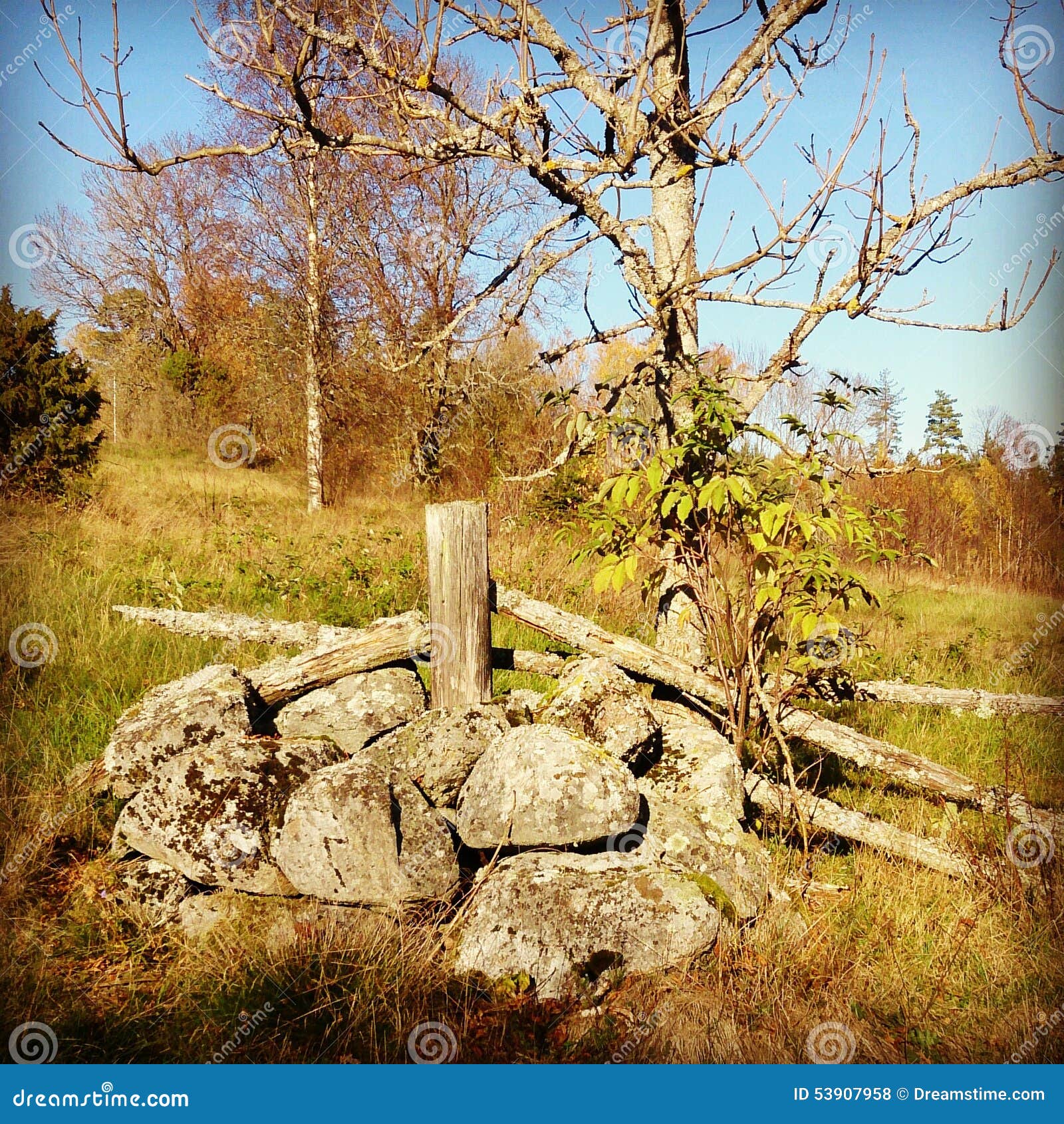 Stones and tree stock photo. Image of stones, field, tree - 53907958