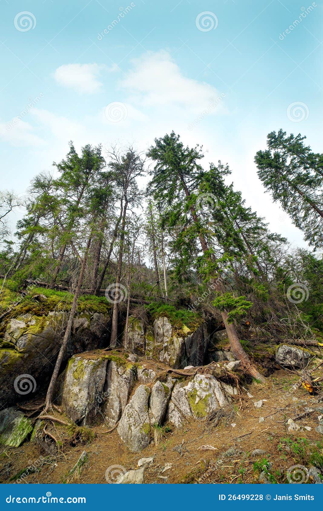 Stones and trees . stock photo. Image of stone, rock - 26499228
