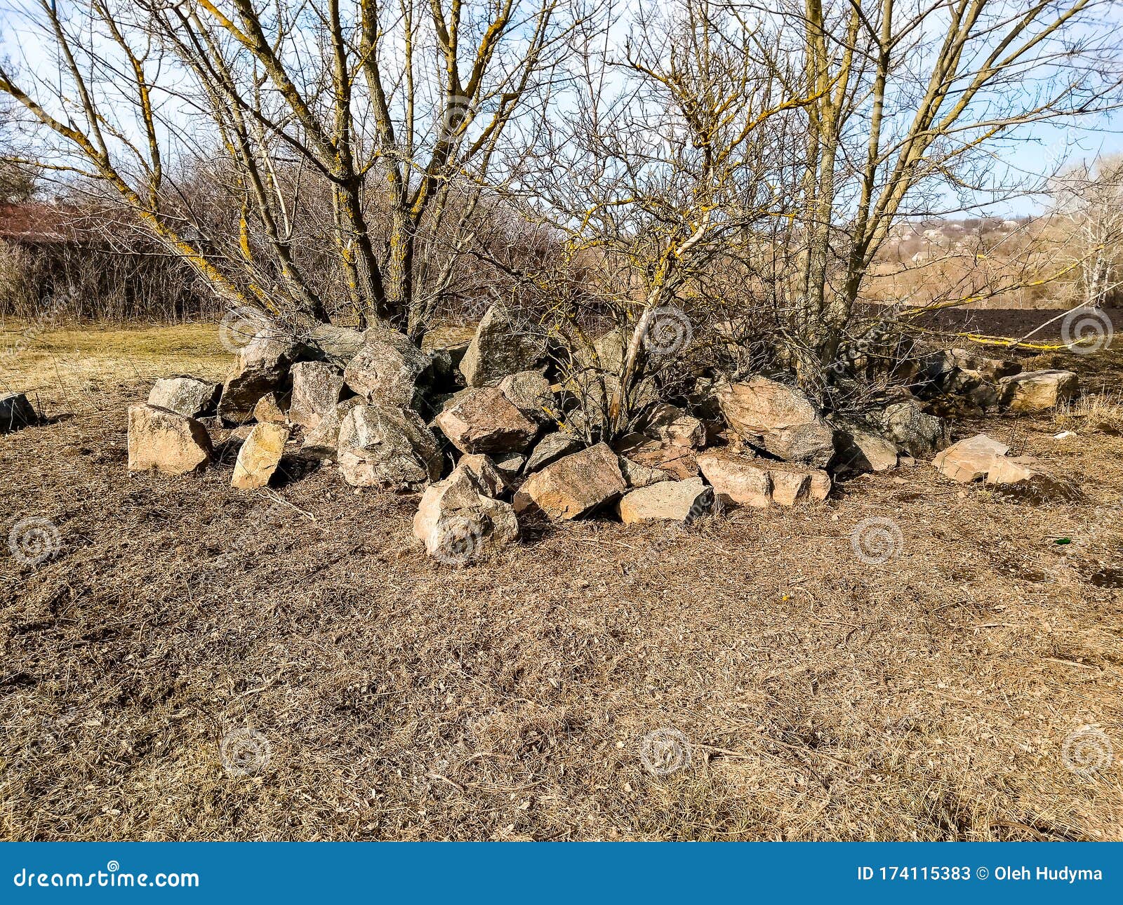 Stones Under Trees Trees Stones Stock Image - Image of trees, wood ...