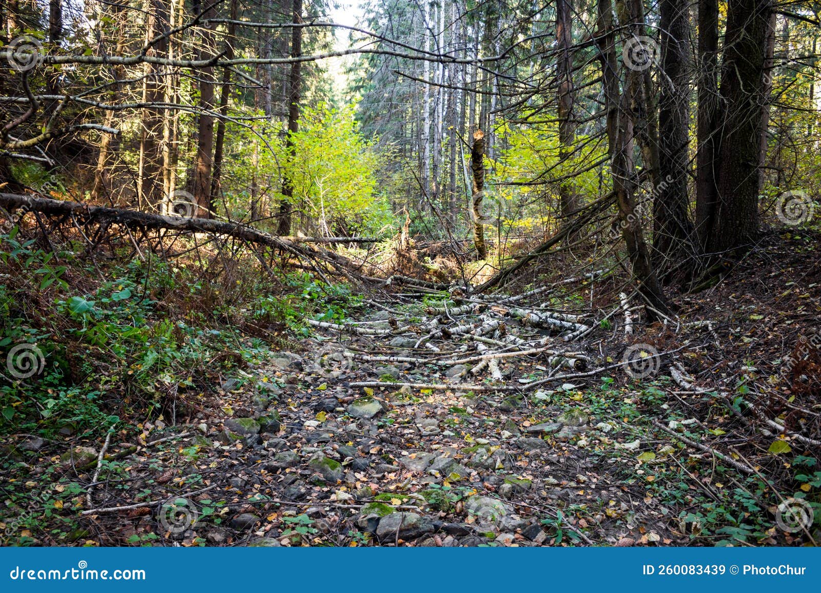 Stony Bed of a Dry Forest Stream in Summer Stock Image - Image of ...