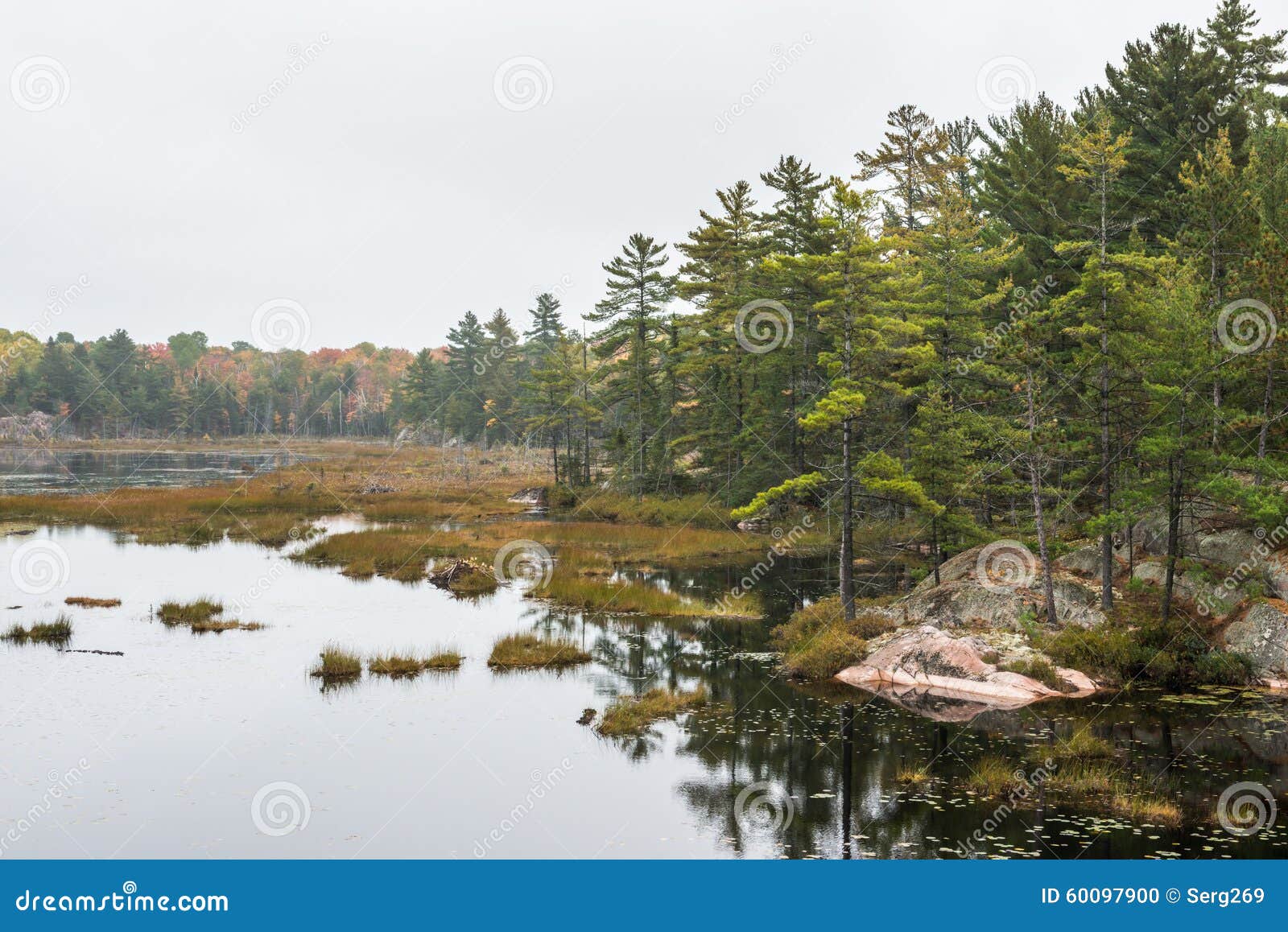 A Stony Bog Edge with Multicoloured Fall Trees at Killarney Stock Photo ...