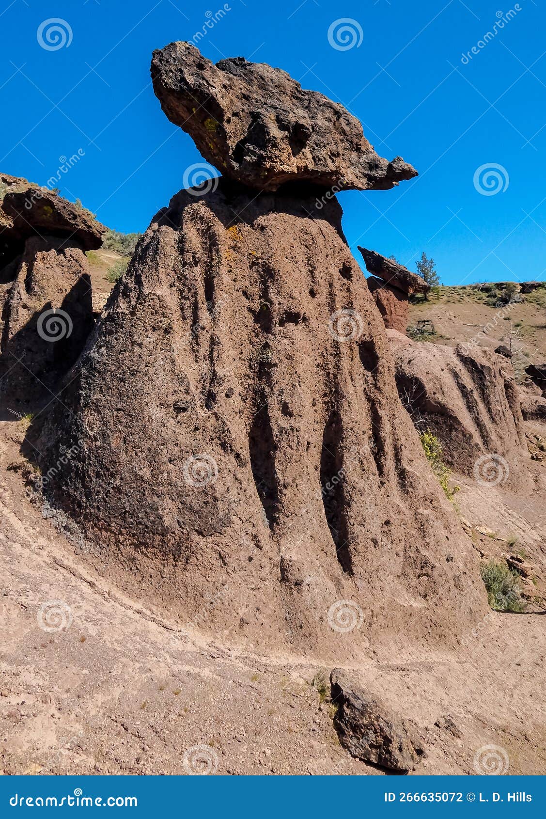 Stony Bug Rock stock photo. Image of arid, juniper, green - 266635072