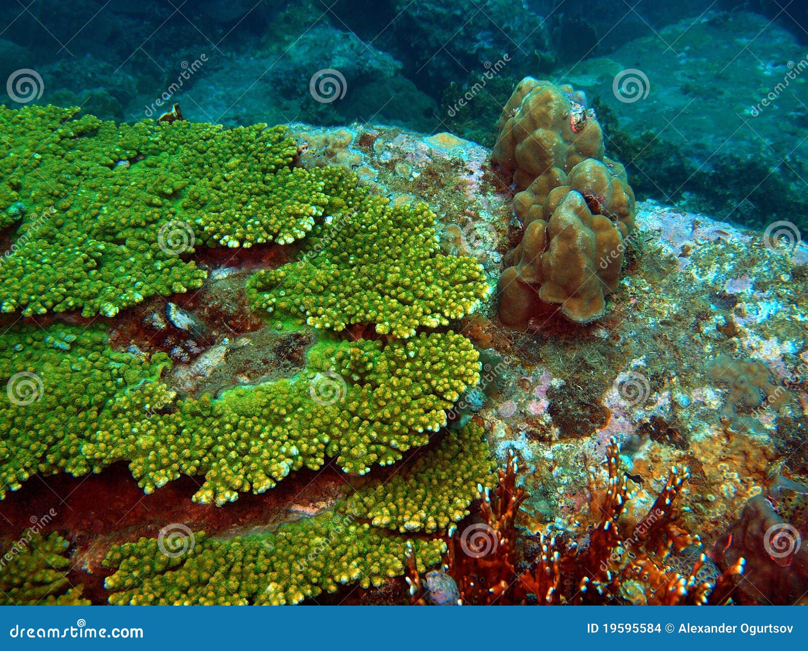 Stony Corals of the South-Chinese Sea Stock Photo - Image of water ...