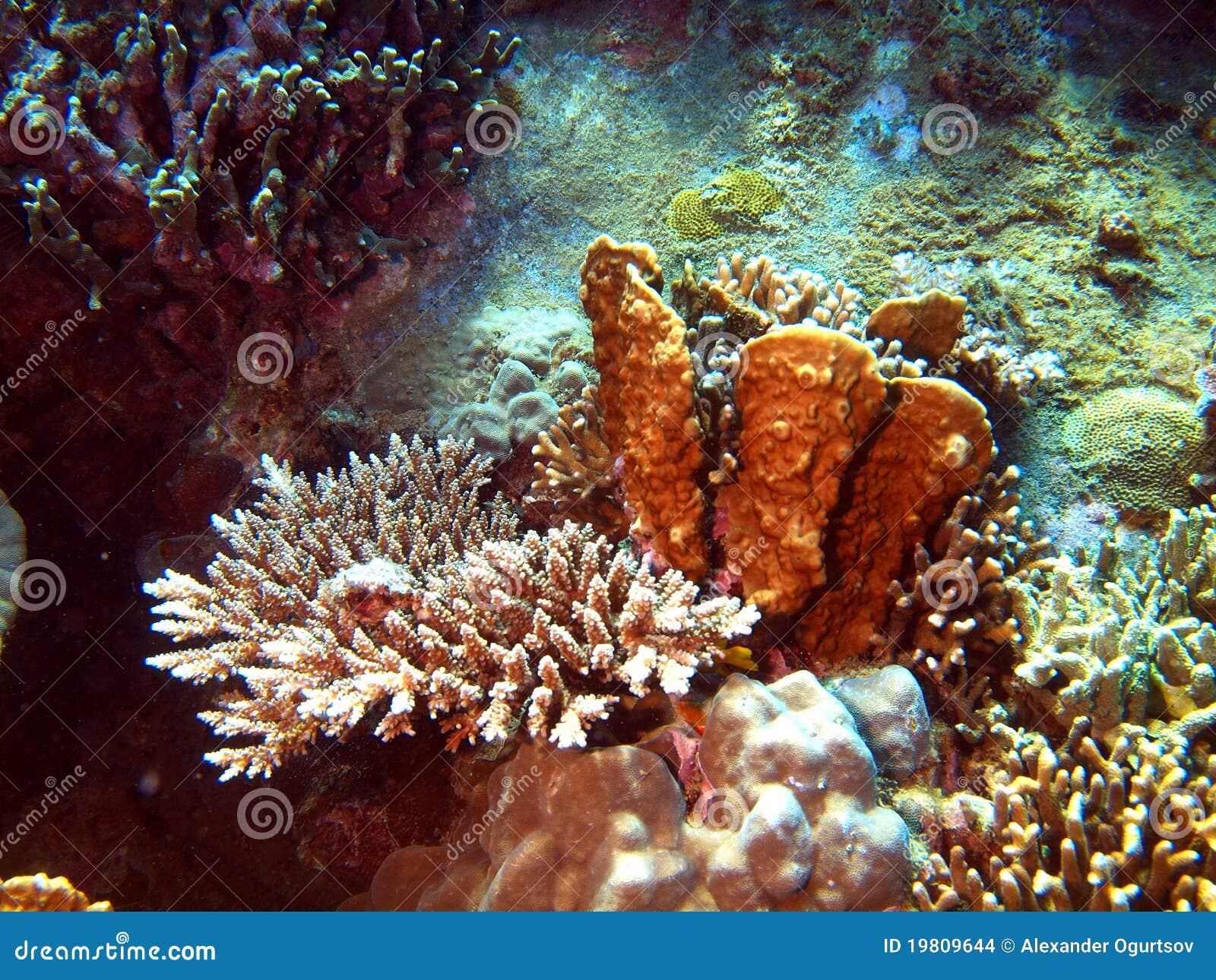 Stony Corals of the South-Chinese Sea Stock Photo - Image of world ...