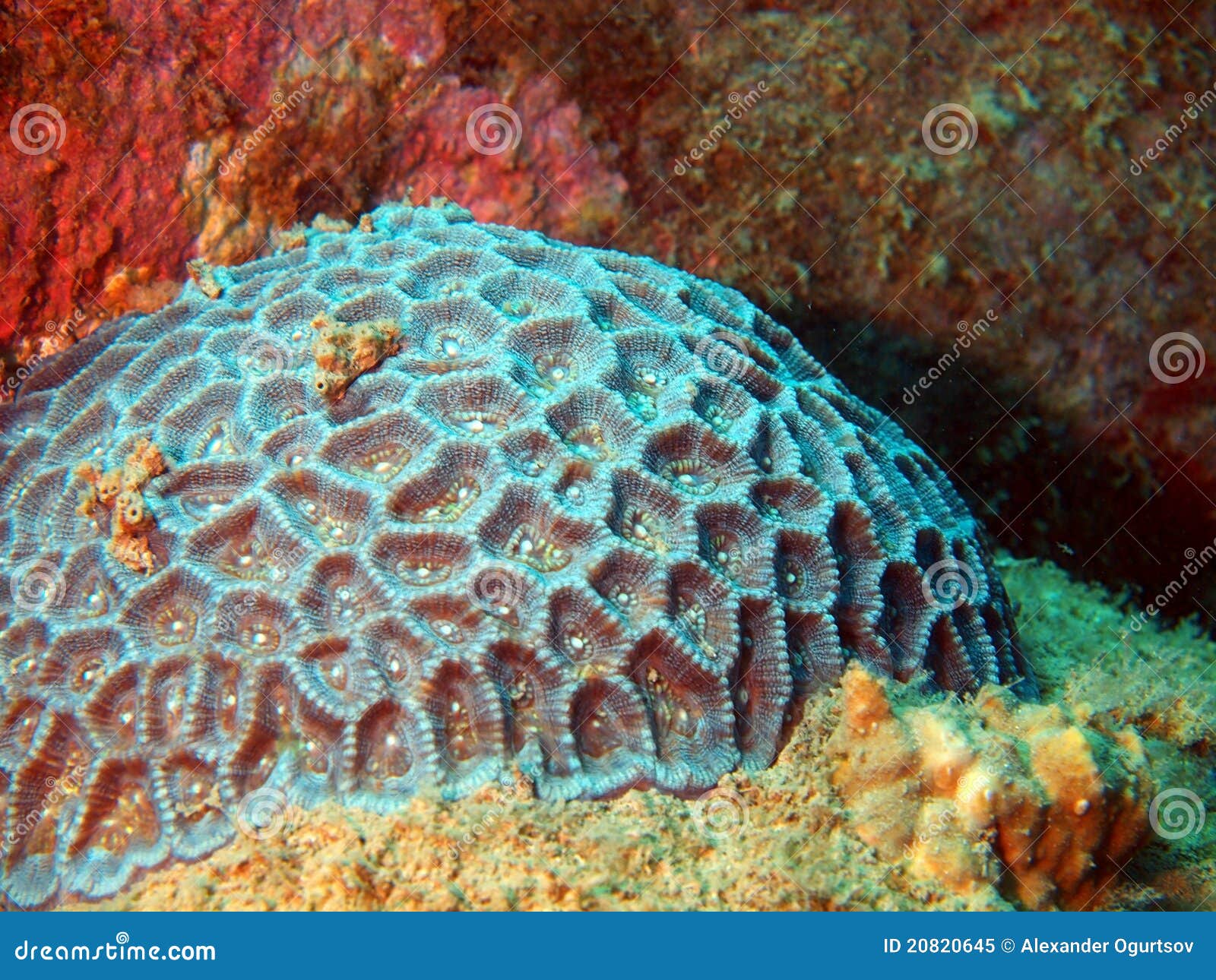 Stony Corals of the South-Chinese Sea Stock Image - Image of animals ...