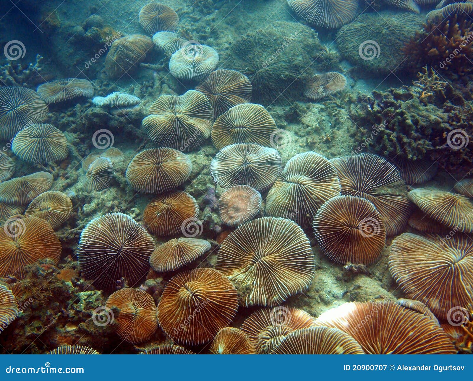 Stony Corals of the South-Chinese Sea Stock Image - Image of coral ...