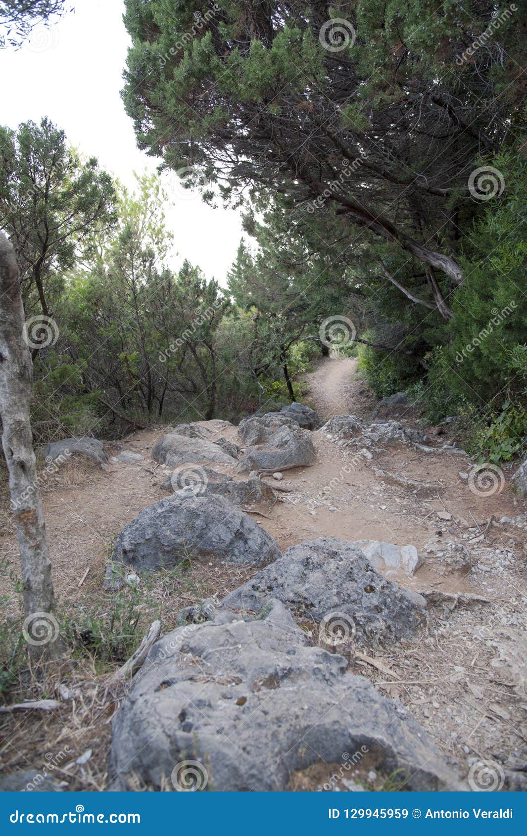 Stony path to the hilltop stock image. Image of pines - 129945959