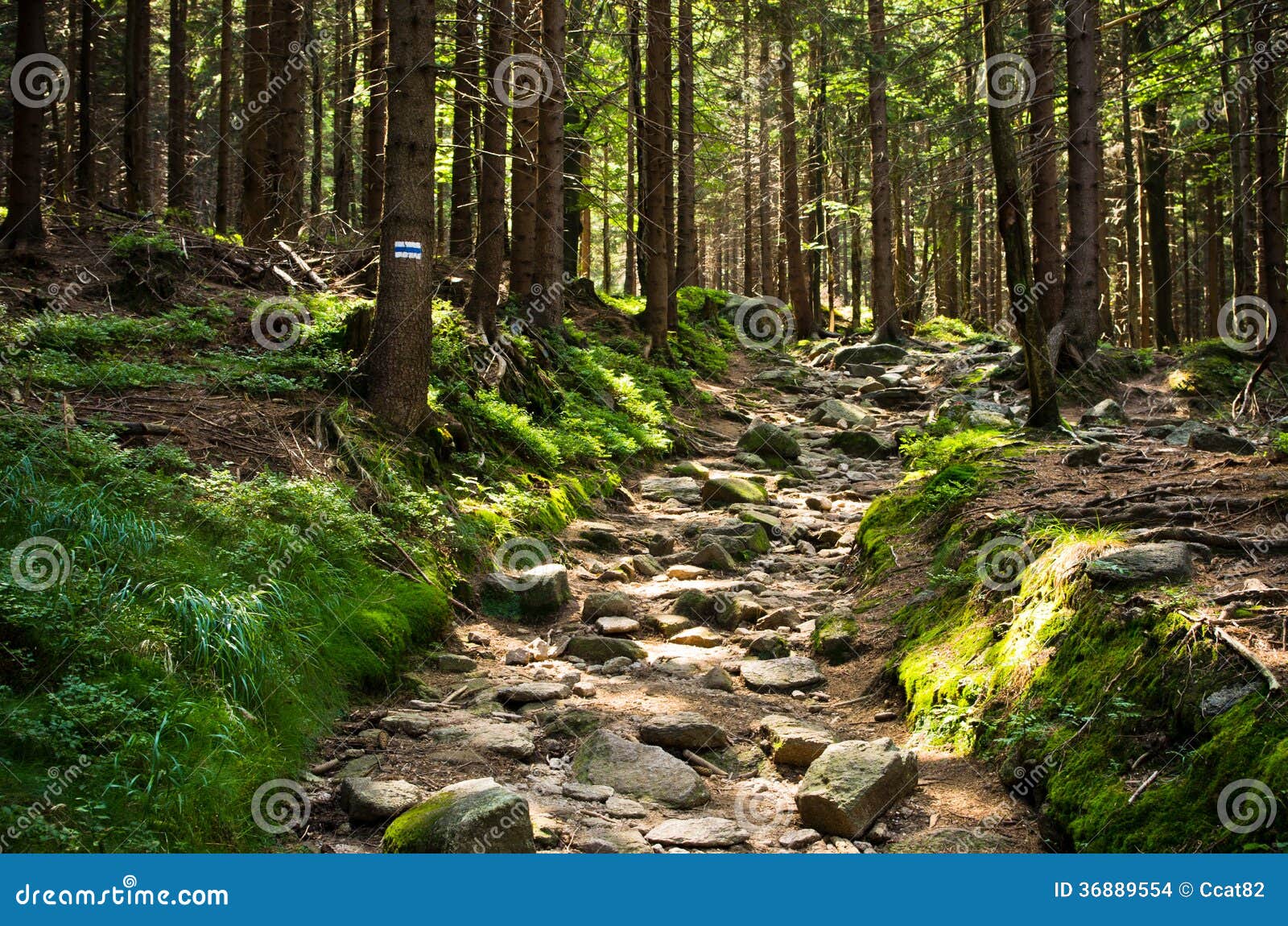 Stony path in the woods stock photo. Image of landscape - 36889554