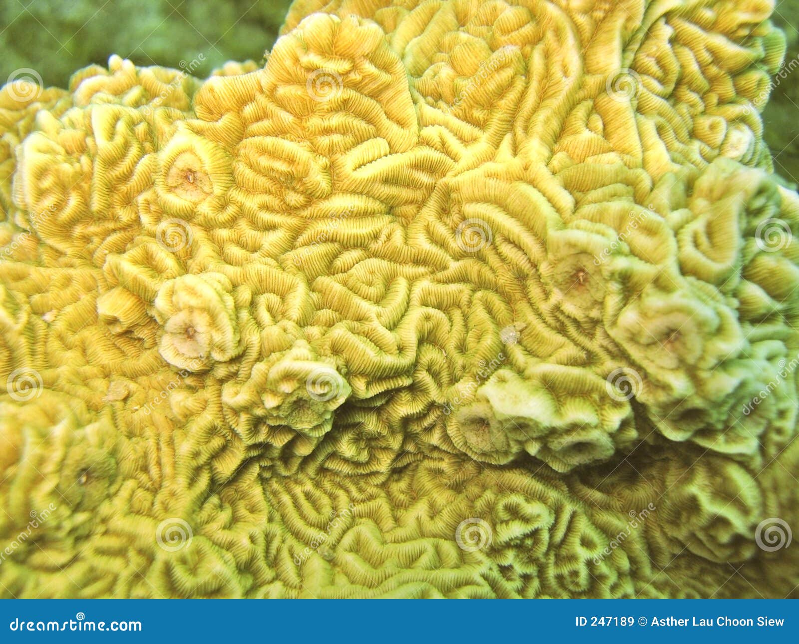 Yellow Coral Stock Image | CartoonDealer.com #22200463