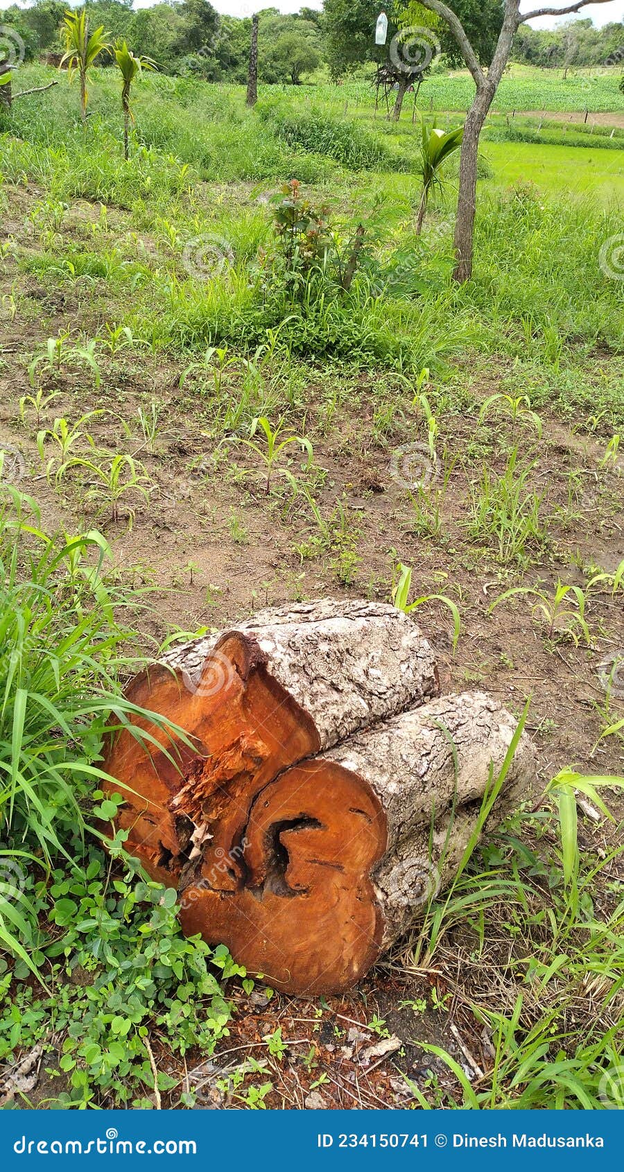 Stop Cutting Down Mangrove Trees, Because Mangrove Trees Save Many ...