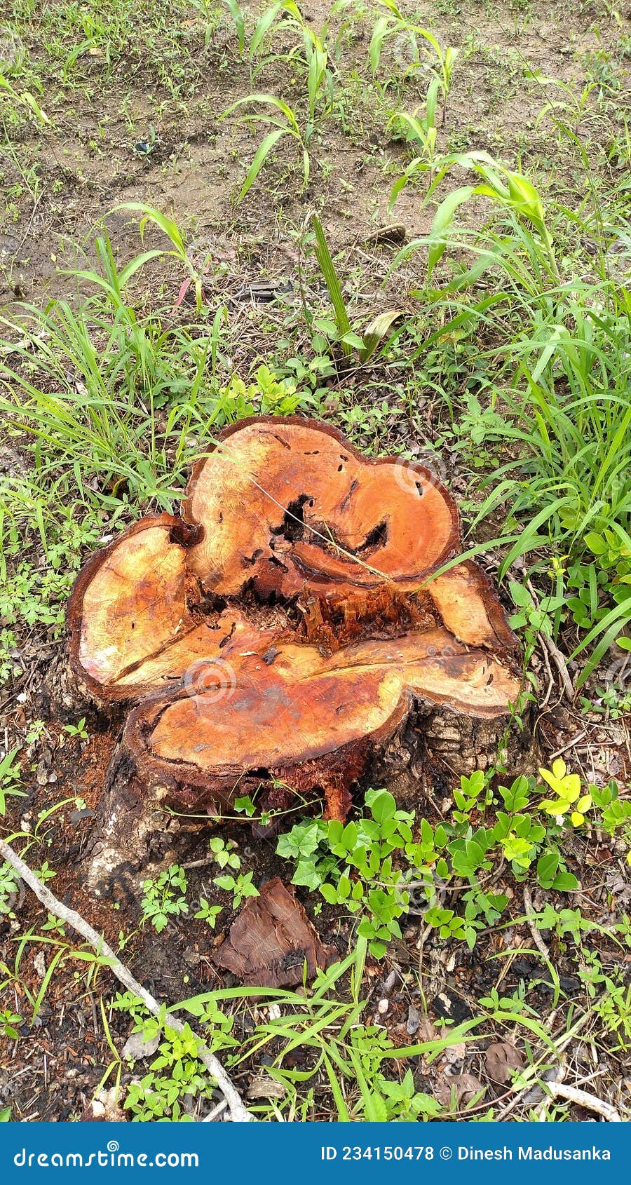 Stop Cutting Down Mangrove Trees, Because Mangrove Trees Save Many ...