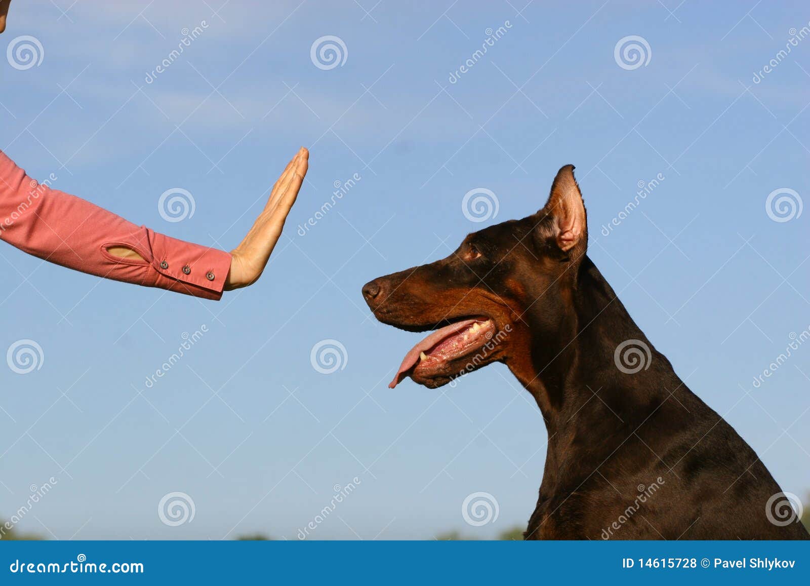Stop dog stock photo. Image of profile, looking, purebred - 14615728