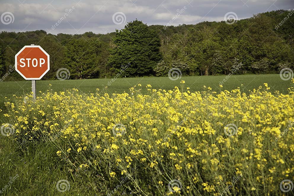 Stop on a field stock photo. Image of plant, nature, flower - 24751240