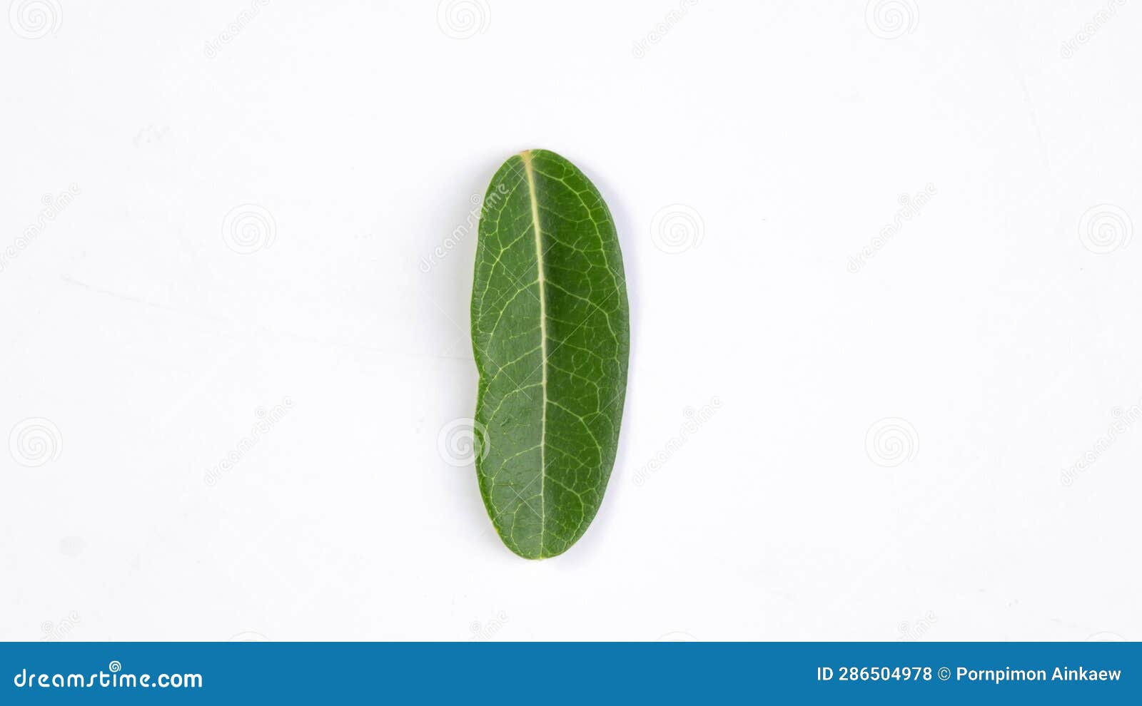 Stop Motion of Different Green Leaves of Tropical Plants Isolated on ...