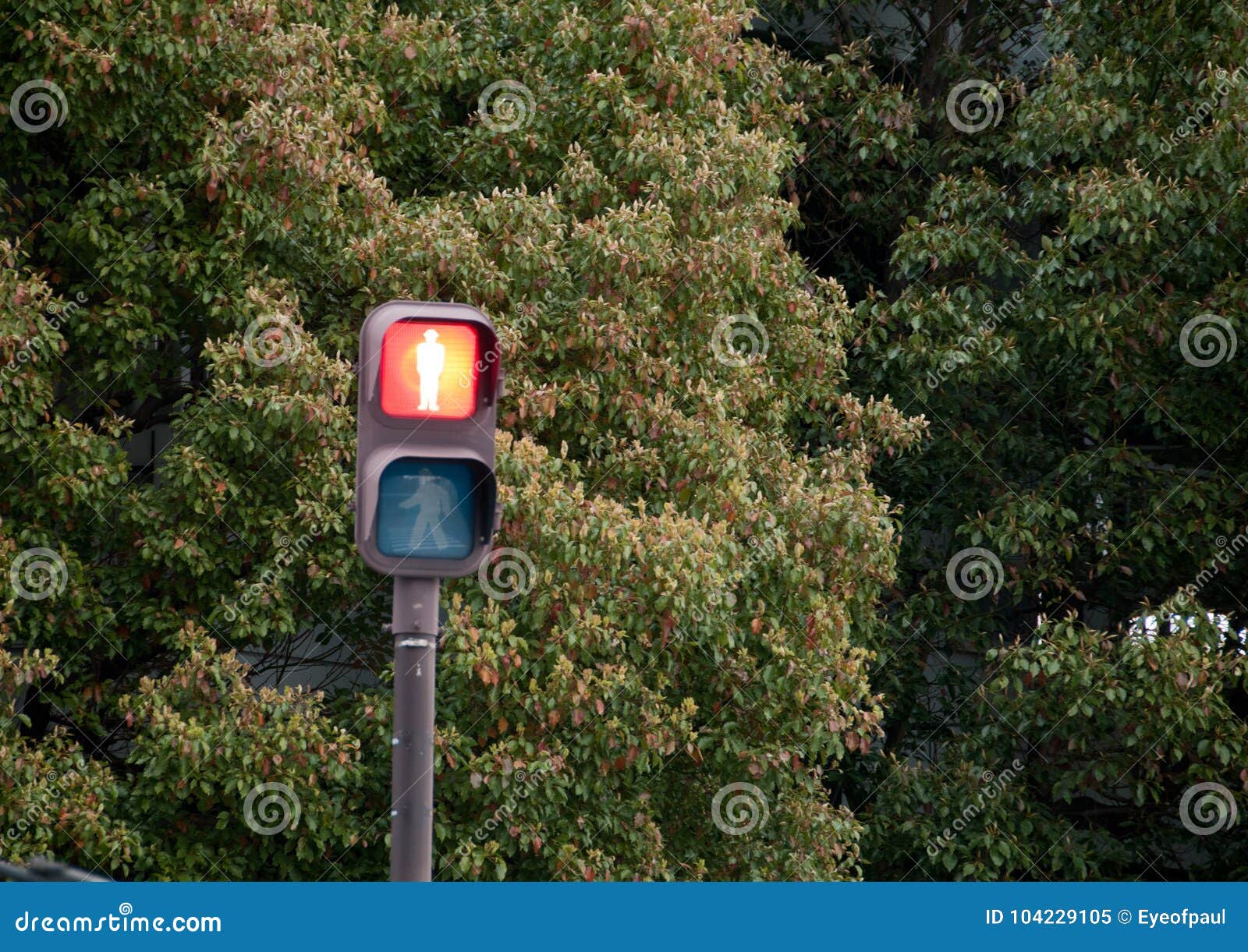 Stop Red Light Traffic Sign in a Forest Stock Image - Image of light ...