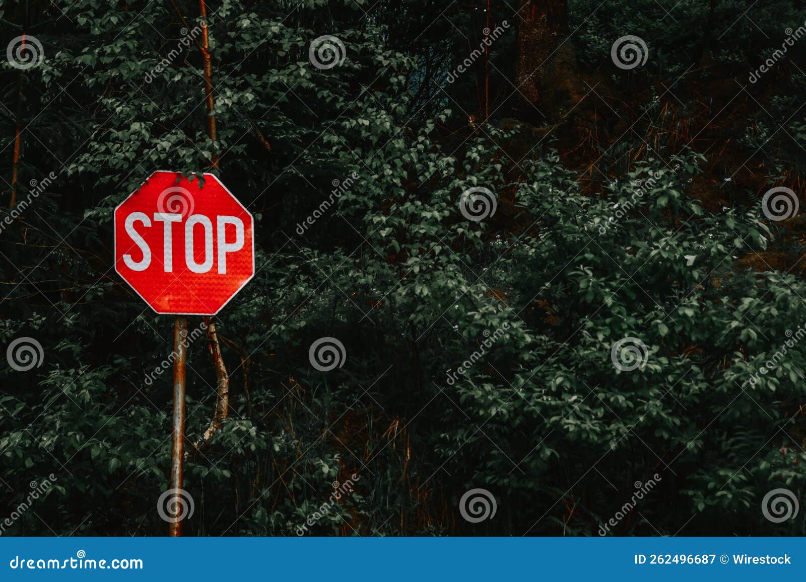 STOP Road Sign in Front of Trees Stock Image - Image of wood, trees ...
