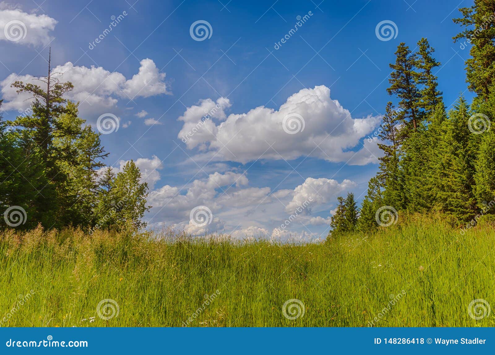 Calm Green Meadow stock photo. Image of stop, open, meadow - 148286418