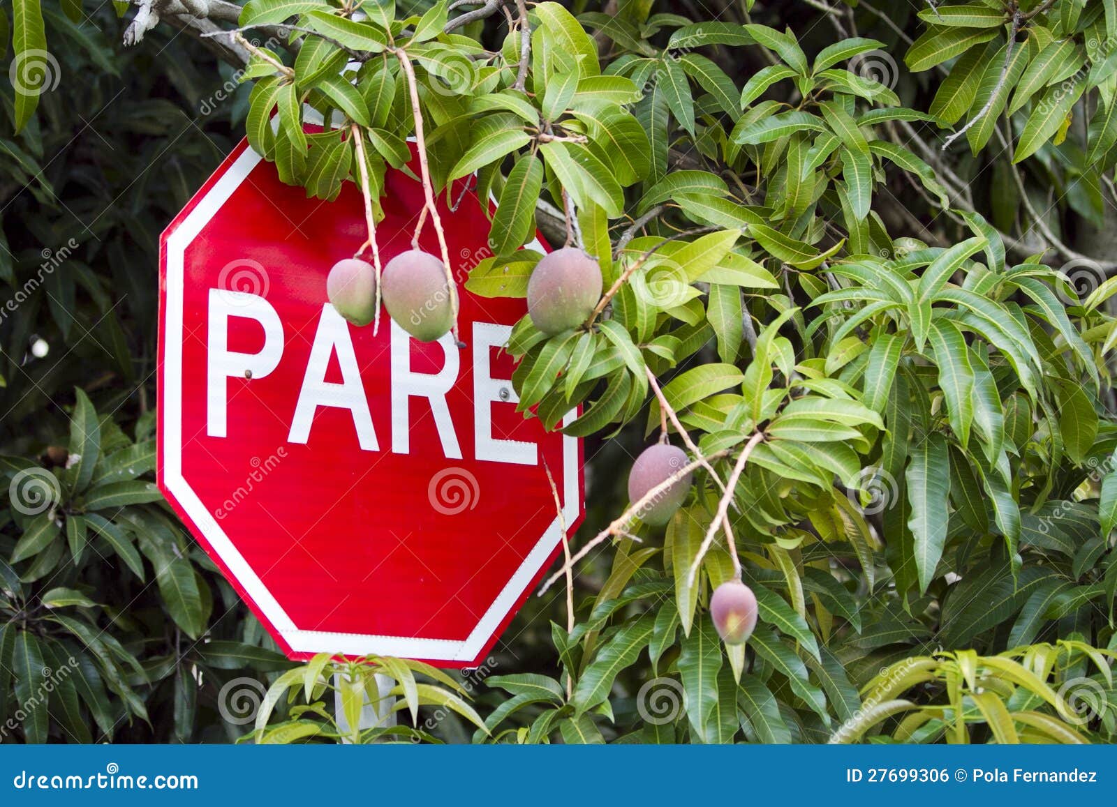 Stop sign stock photo. Image of information, brazil, mango - 27699306
