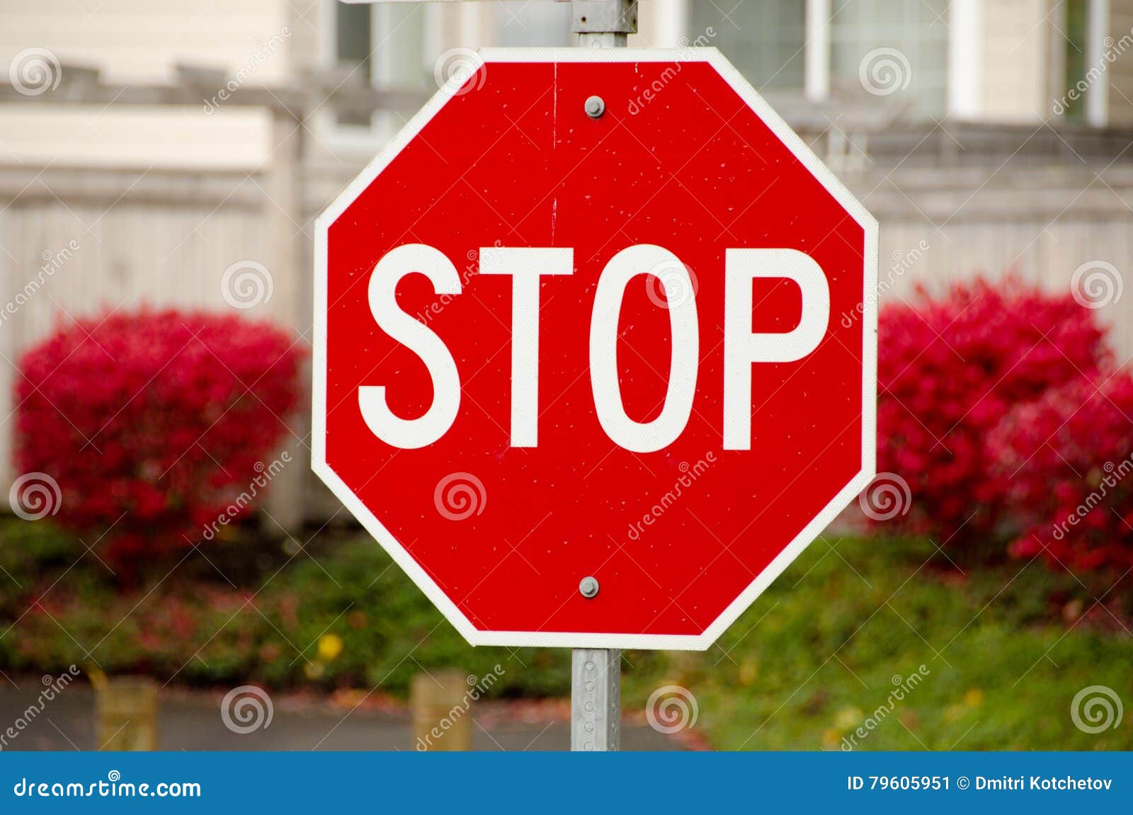 Stop Sign and Burning Bushes Stock Image - Image of bush, euonymus ...