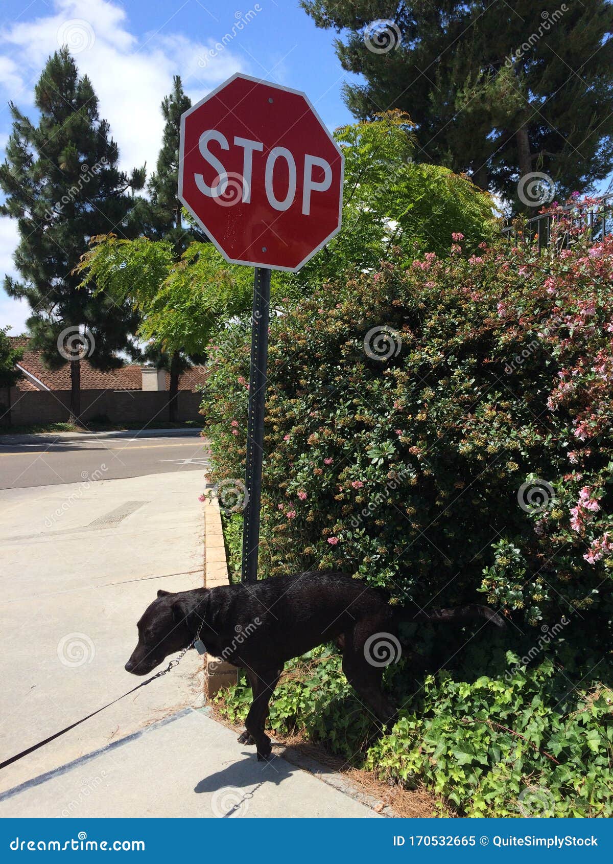 Stop sign on corner stock image. Image of driving, safety - 170532665