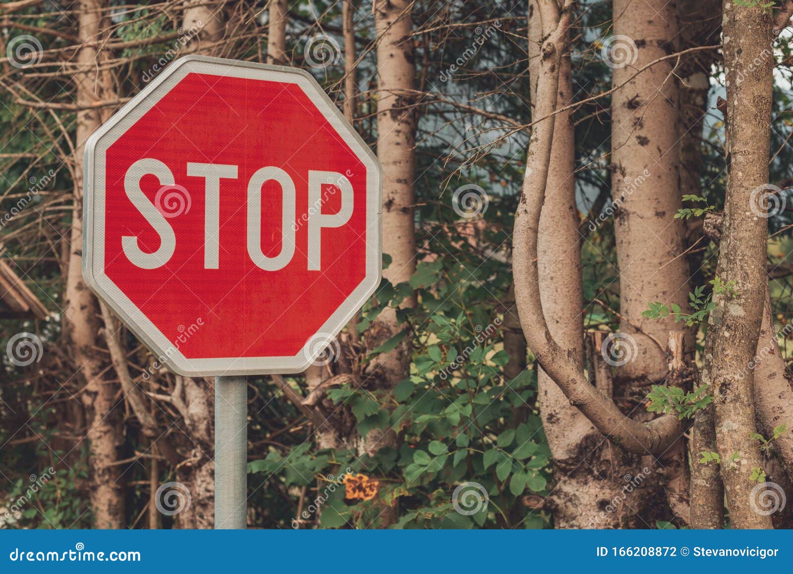 Stop sign in countryside stock photo. Image of sign - 166208872