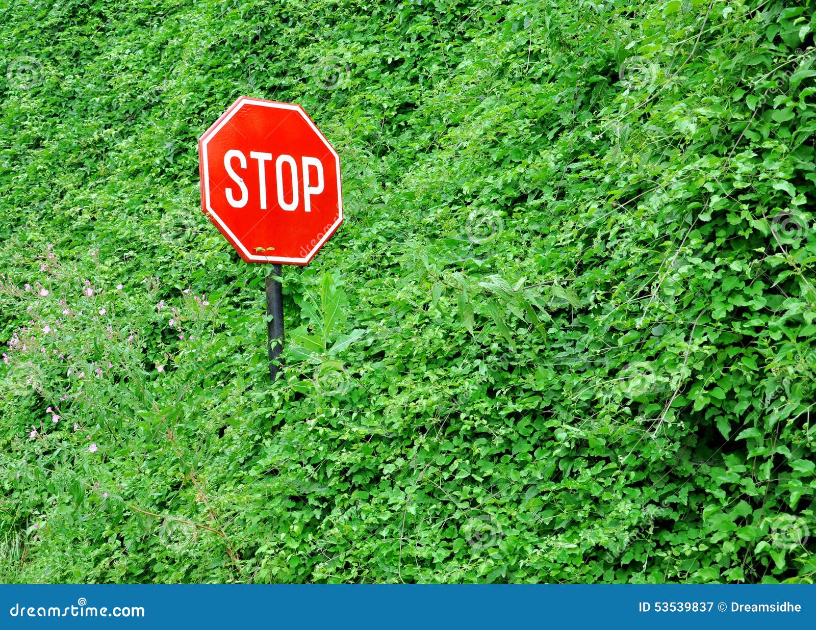 Stop sign among plants stock image. Image of frame, objects - 53539837