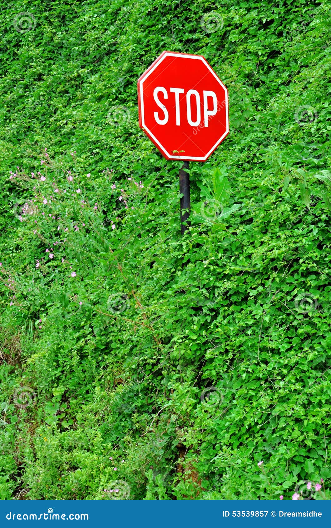 Stop sign among plants stock image. Image of concept - 53539857