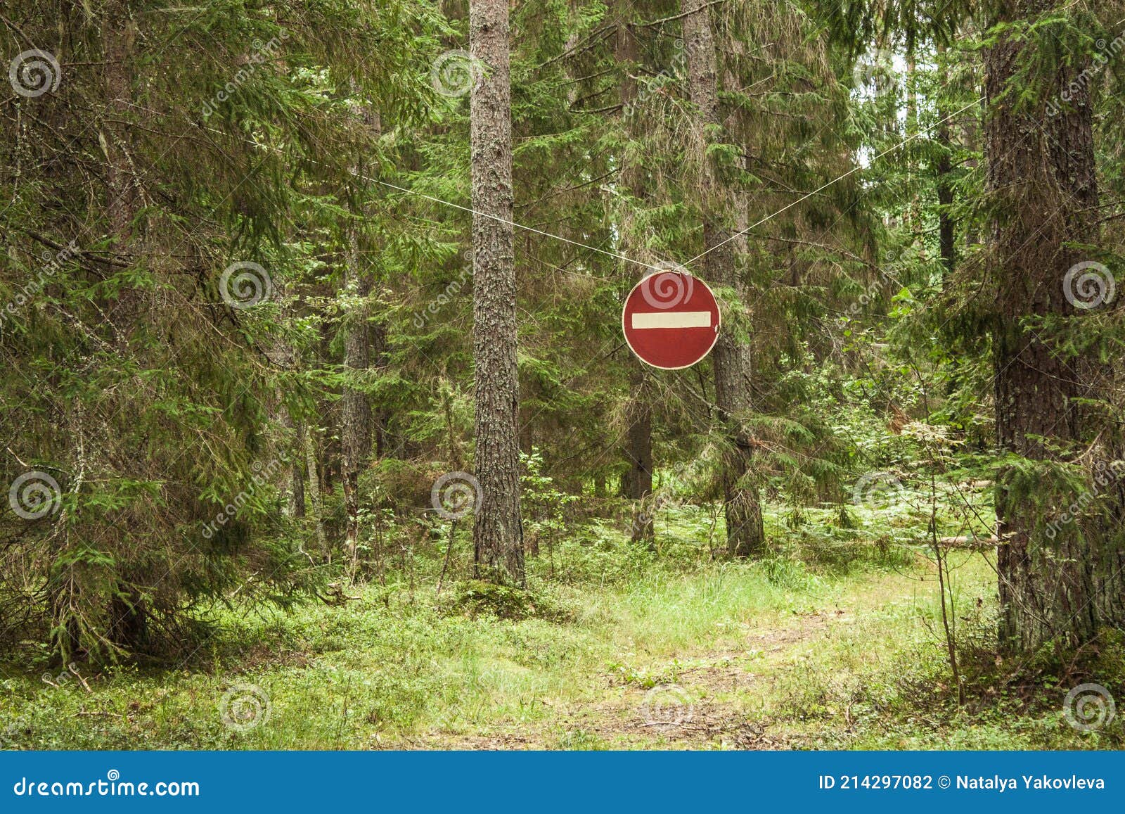 Stop sign in spruce forest stock photo. Image of spruce - 214297082