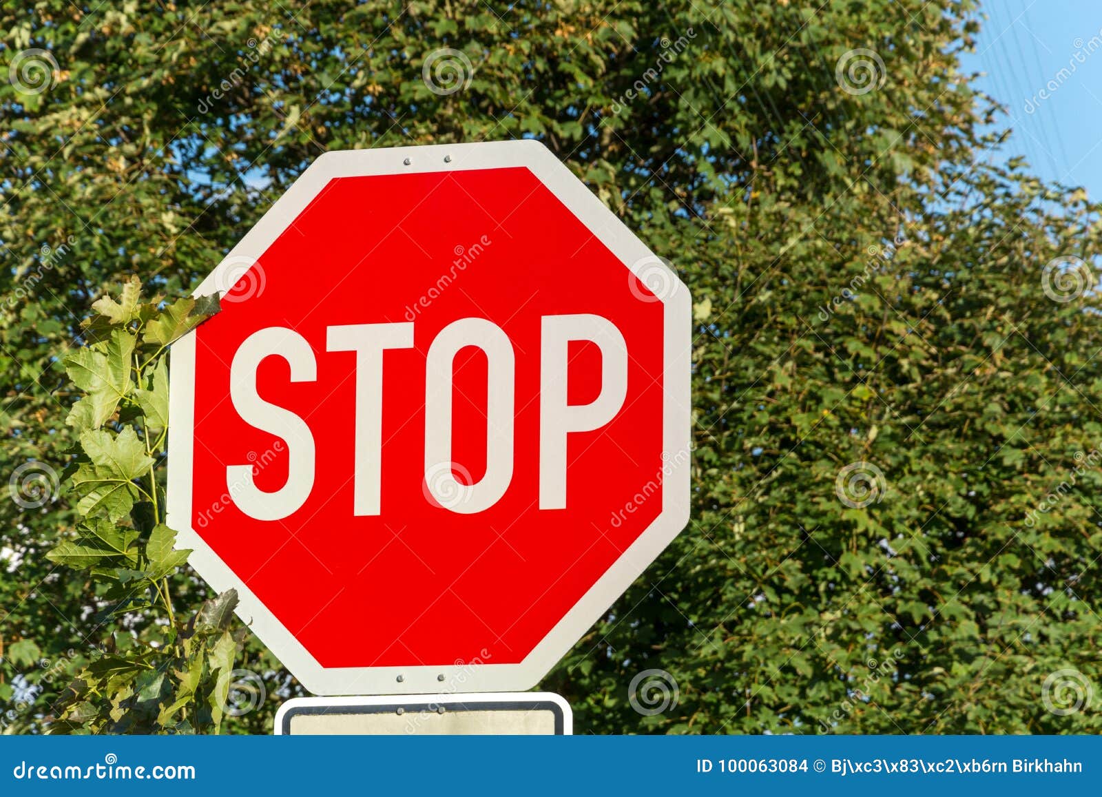 Stop Sign in the Street in Front of Trees Stock Photo - Image of ...