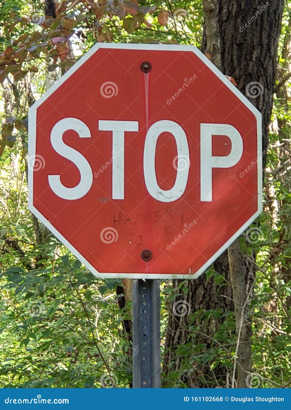 Stop Sign Trees in Background Red Stock Photo - Image of trees, stop ...