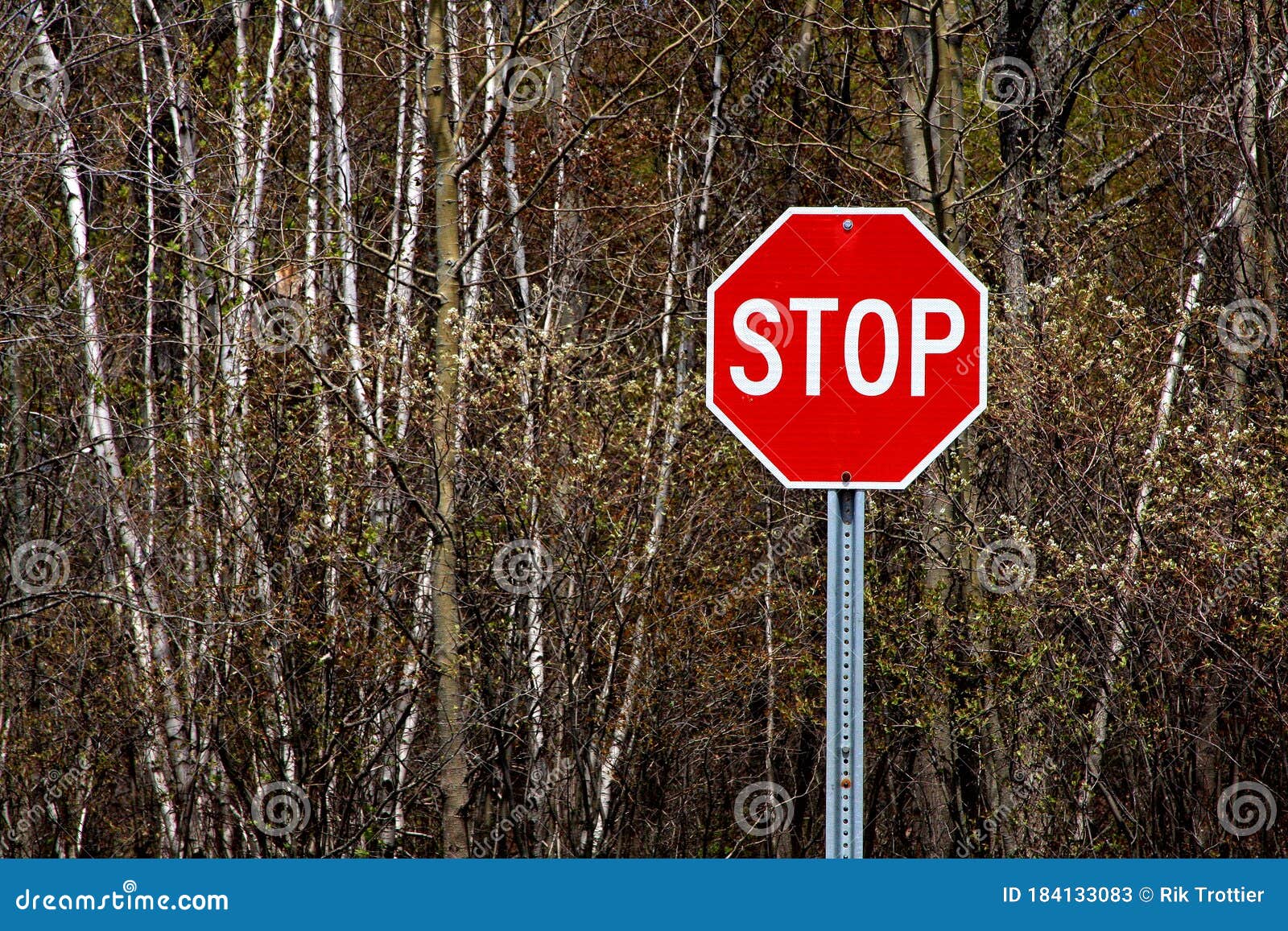 Stop sign and trees stock image. Image of birch, front - 184133083
